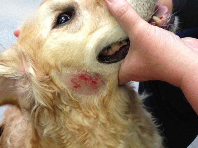 Najčešće kožne bolesti kod pasa - Kako ih prepoznati i lečiti kod kuće ...